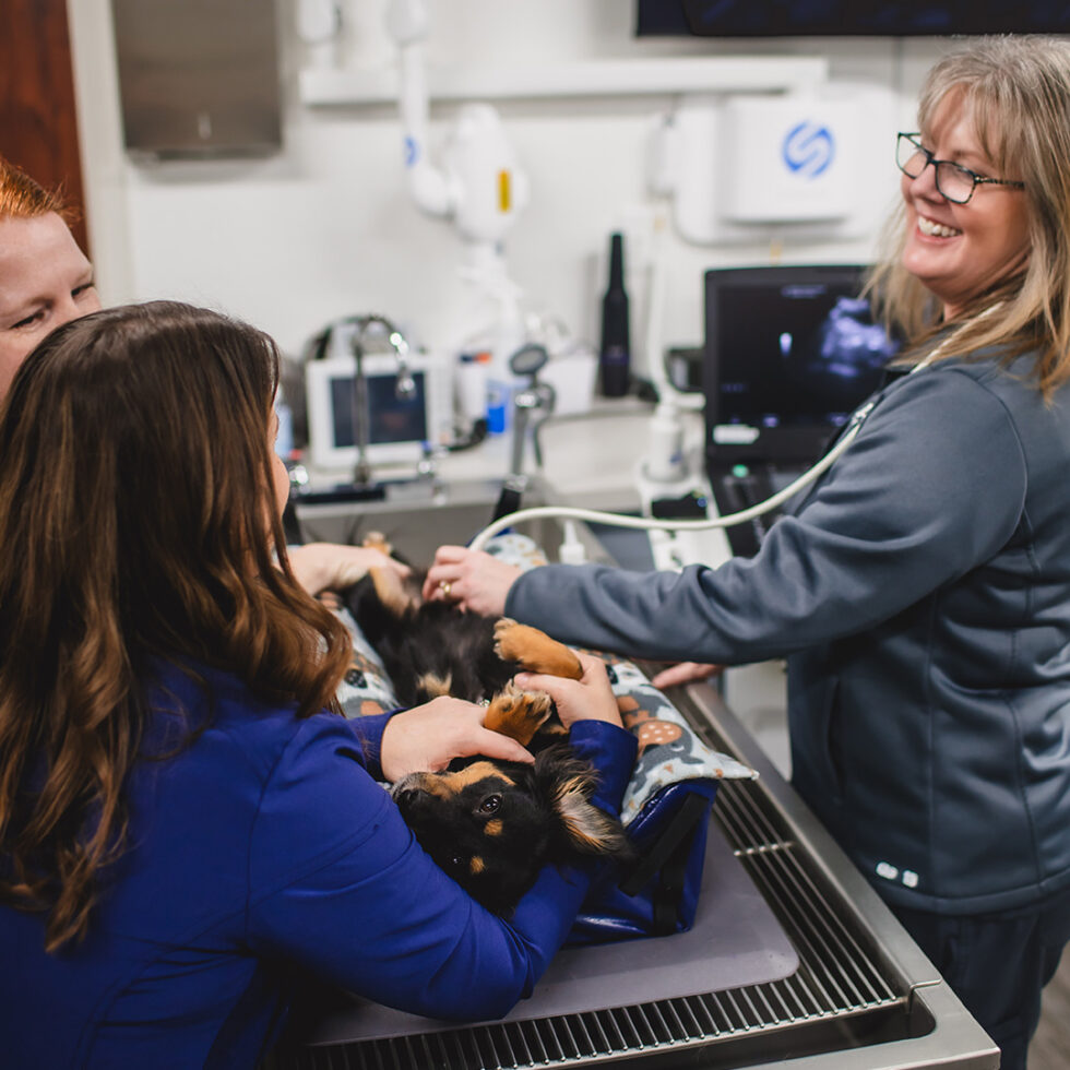 Pet Diagnostic Imaging In Bellevue, WA | Midlakes Veterinary Hospital